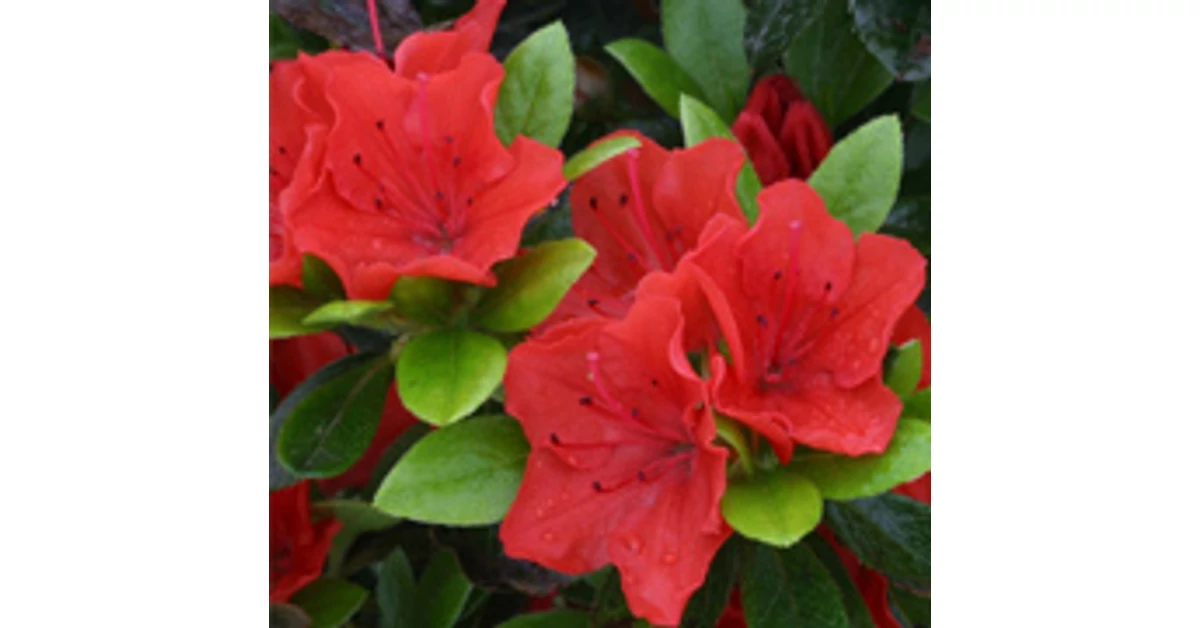 Azálea fajták rendelhetők a Megyeri kertészetből!