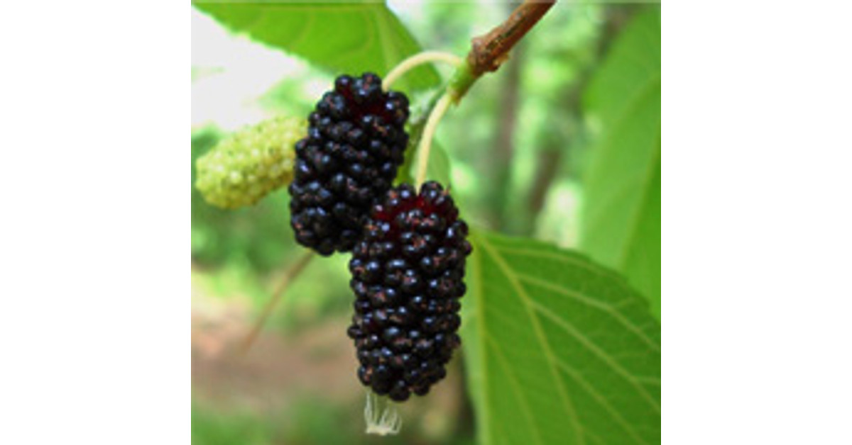 Eperfa fajták vásárlása a Megyeri kertészetben