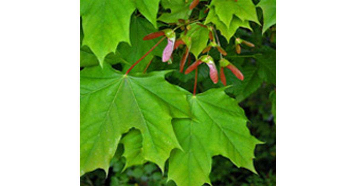 Juharfa facsemete vásárlás a Megyeri kertészetben!