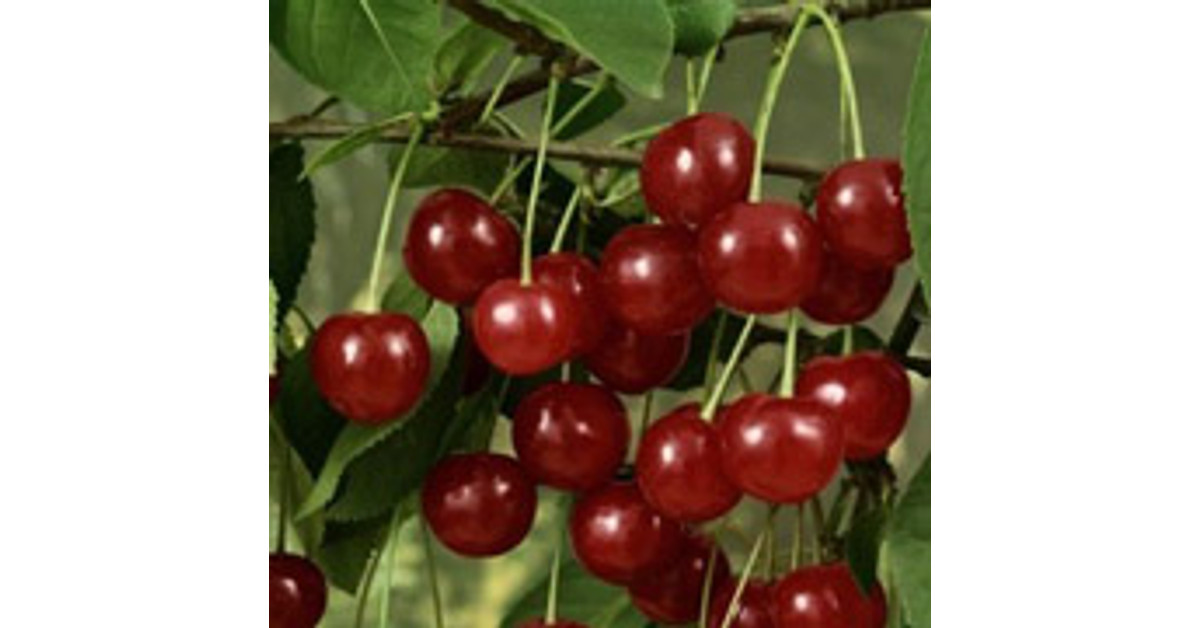 Meggyfa csemete rendelhető kertészetemből!