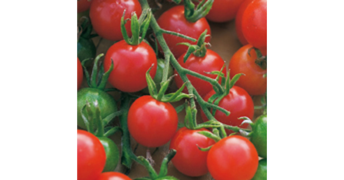 Paradicsom palánták széles választéka kertészetemben!