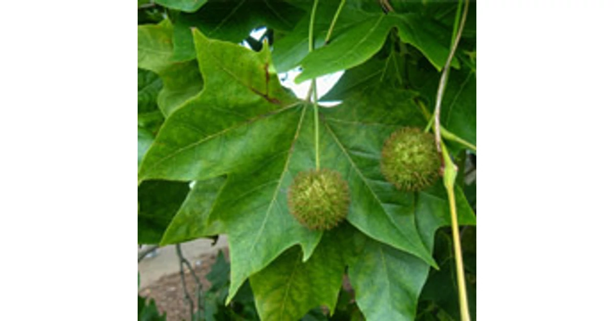 Platánfa vásárlás a Megyeri kertészetben kedvező áron