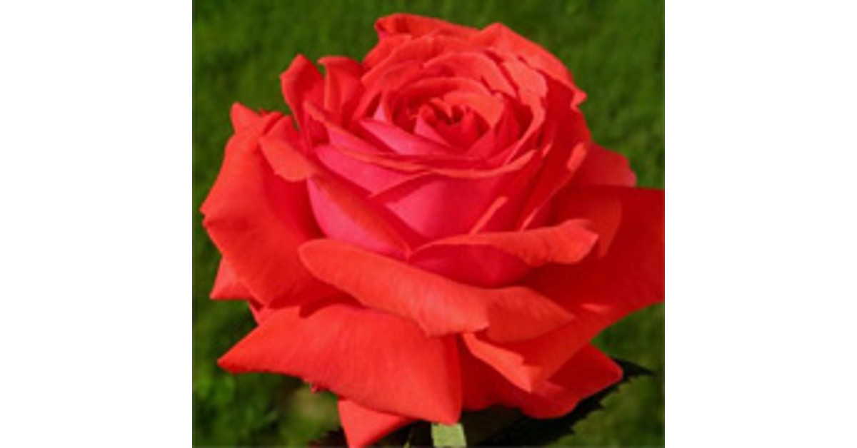 Rózsatő rendelése kedvező áron - Megyeri Szabolcs