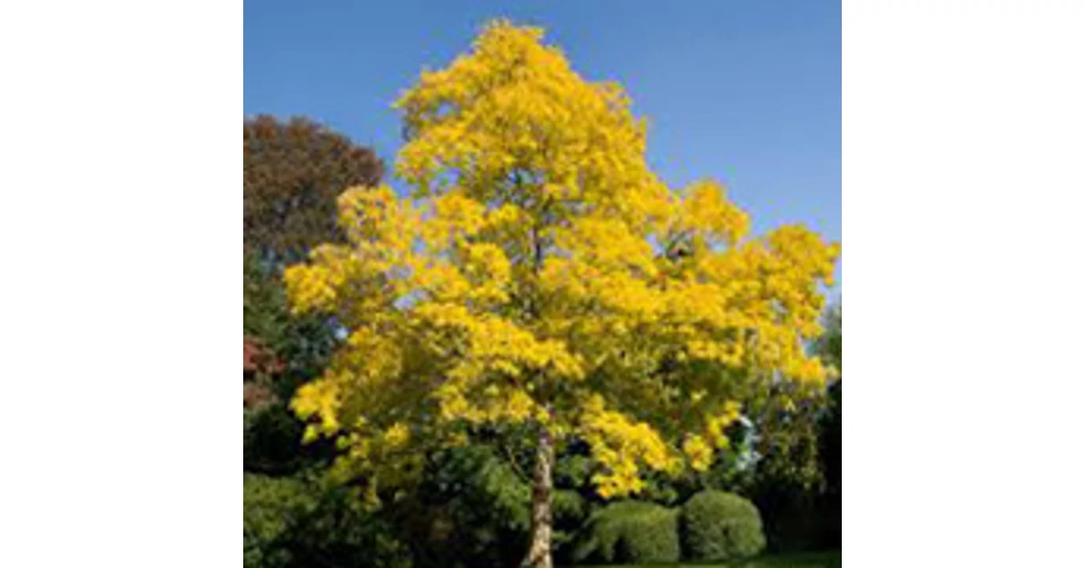 Sárga lombú díszfák a Megyeri kertészetben!