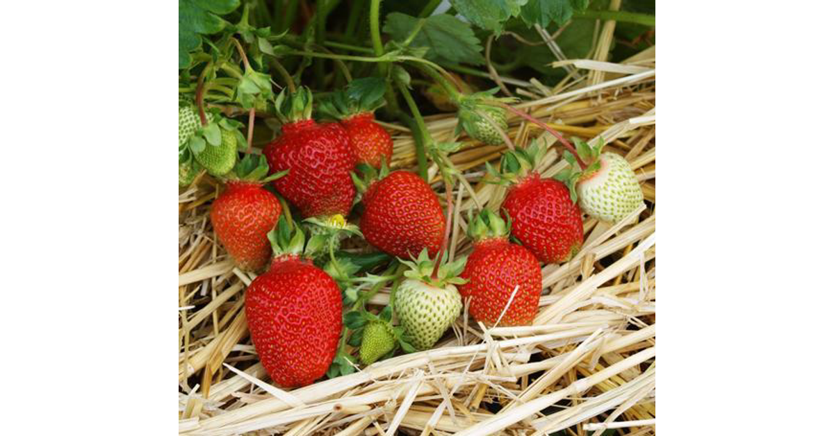 Középkorai eper fajták vásárolhatók kertészetemből!