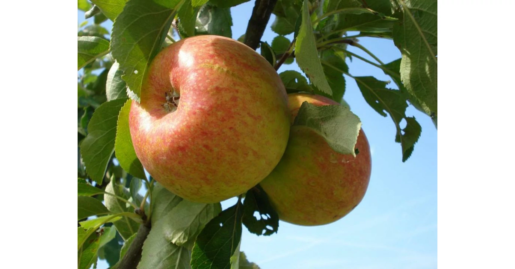 'Benoni' almafa (konténeres) – M26 alanyon