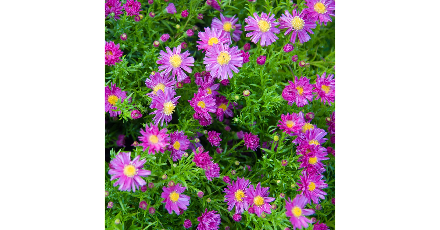 Aster dumosus 'Rubin' - Törpe őszirózsa