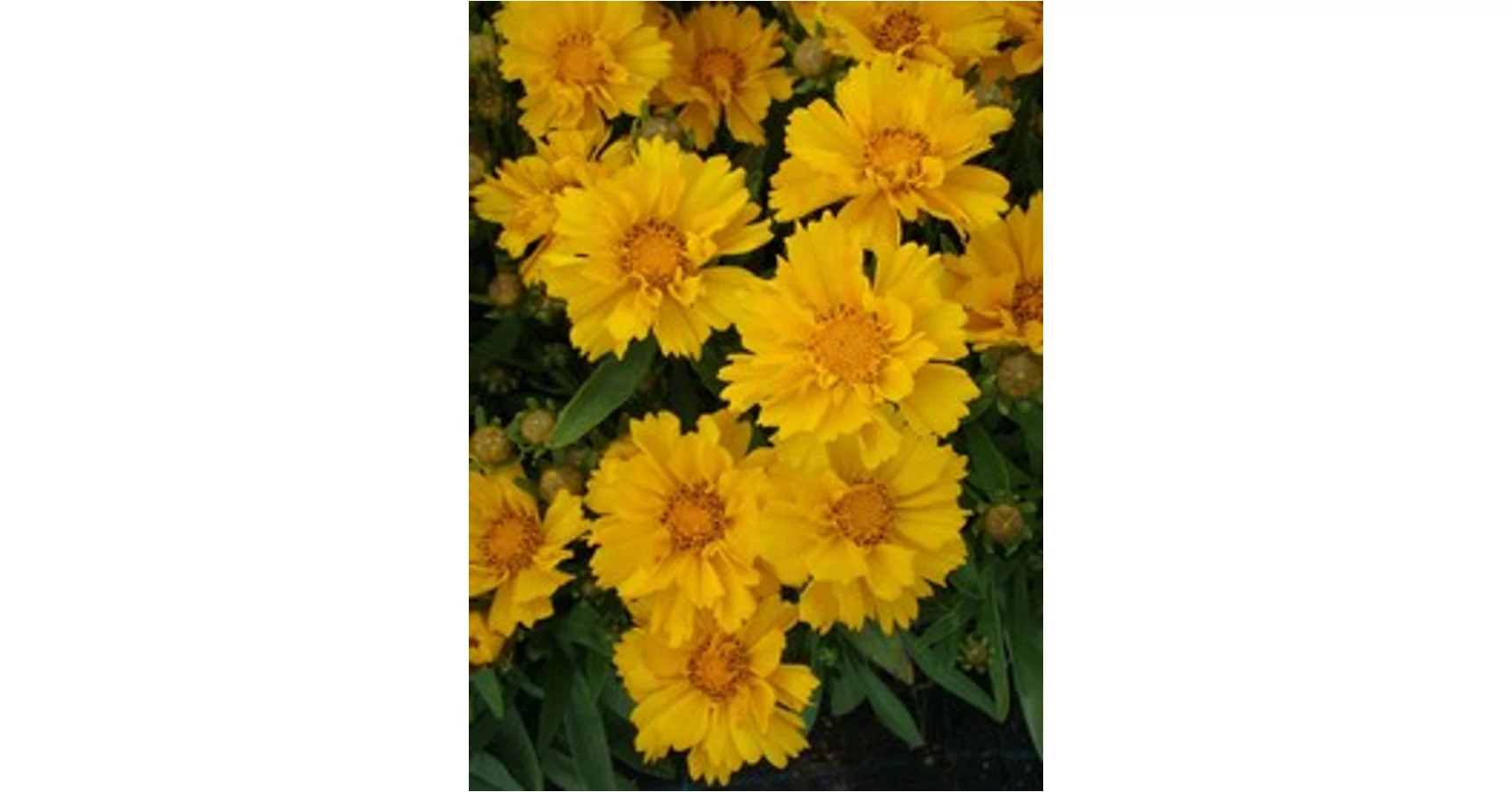 Coreopsis grandiflora 'Illico' - Nagyfészkű menyecskeszem