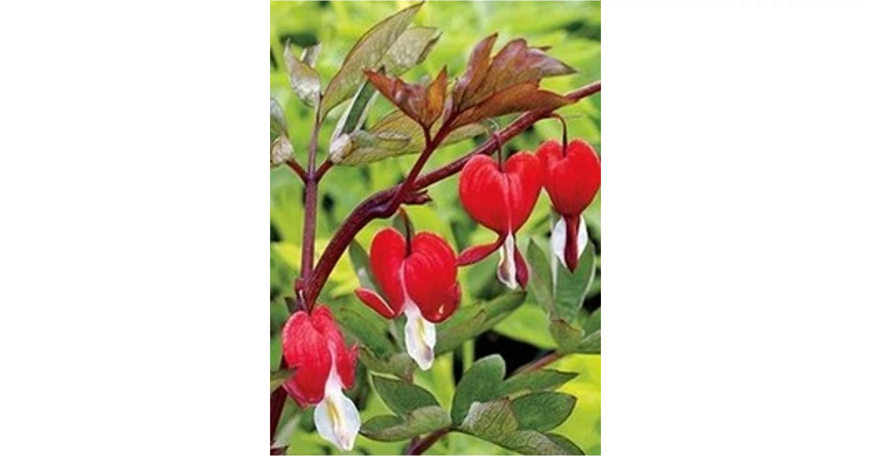 Dicentra spectabilis 'Valentine' - Nagy szívvirág (piros)