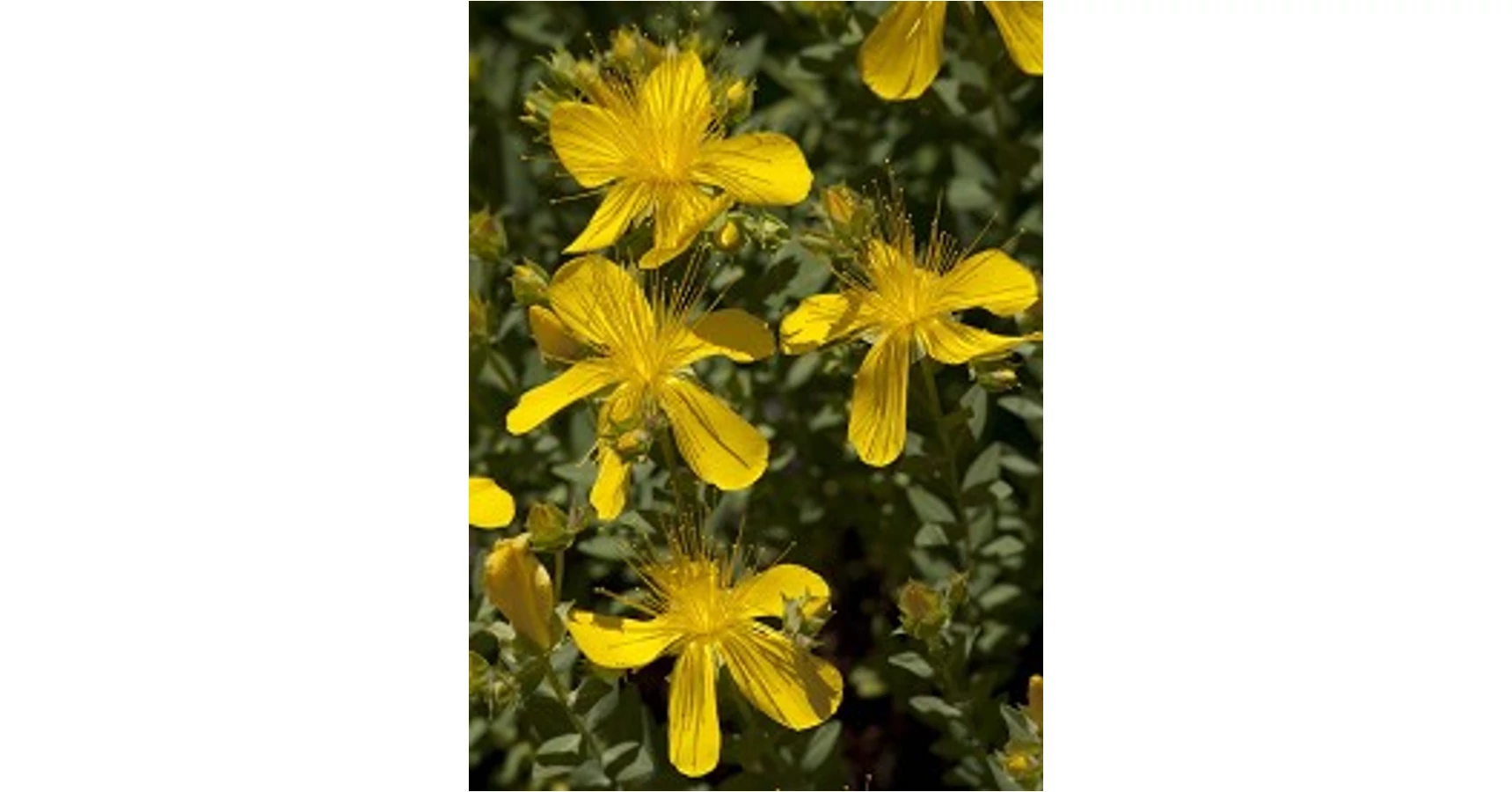 Hypericum polyphyllum 'Grandiflorum' - Aprólevelű orbáncfű