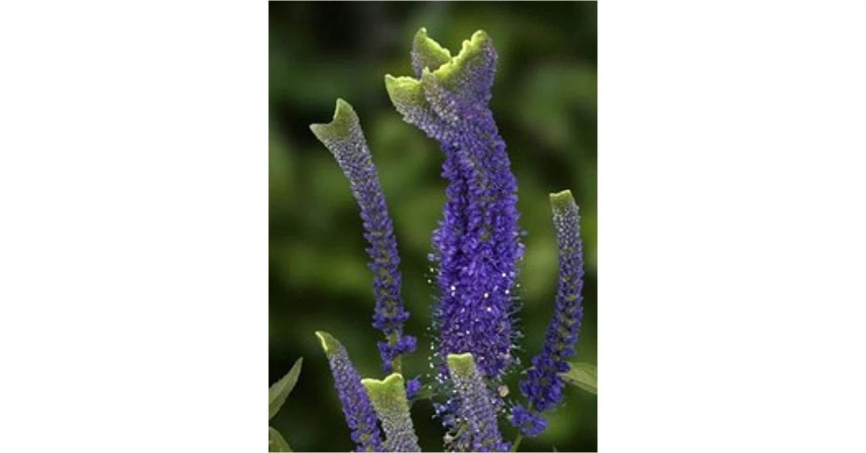 Veronica spicata 'Christa' - Veronika (sötét kék)