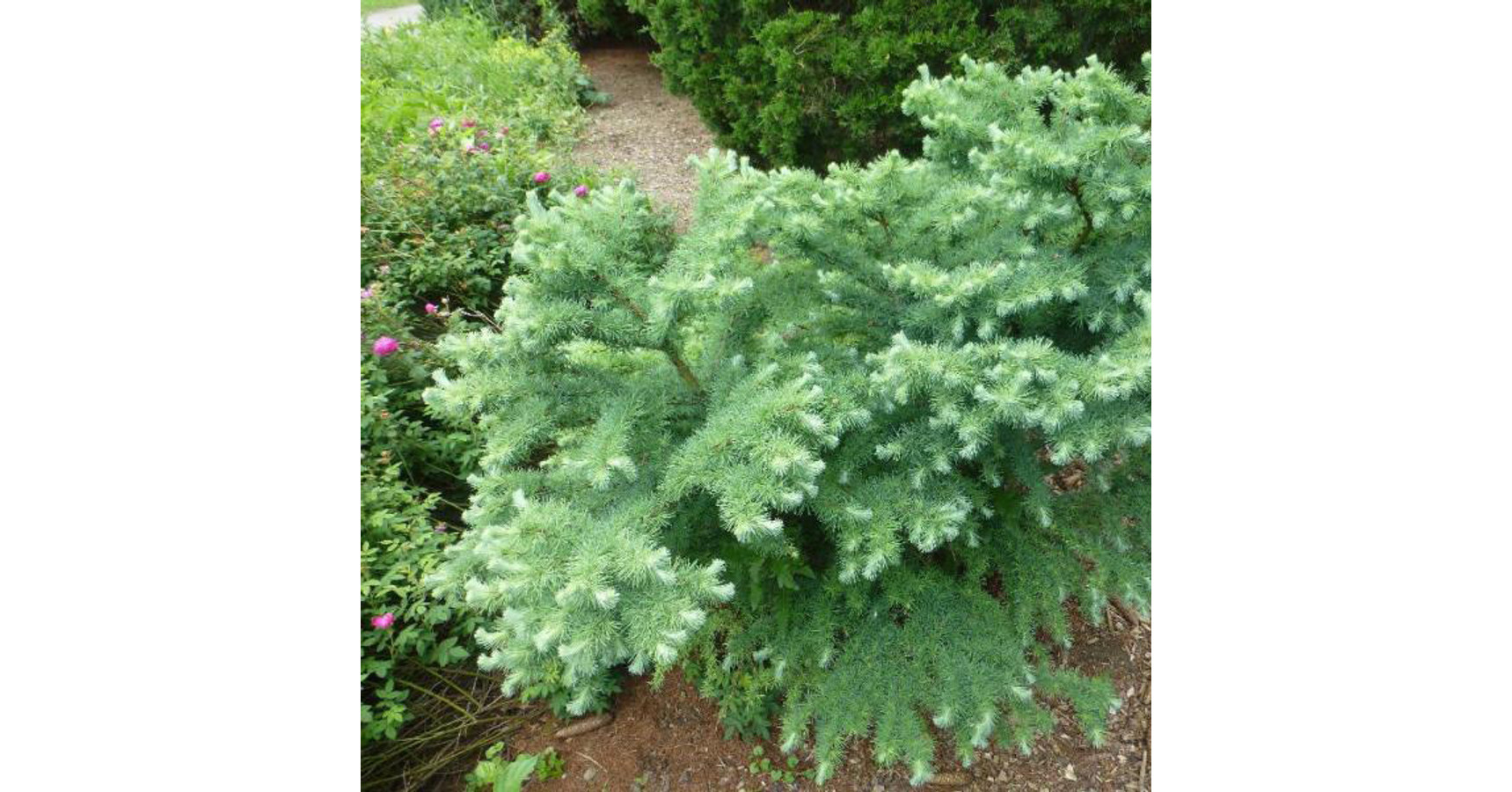 Larix kaempferi 'Blue Dwarf' – Japán vörösfenyő