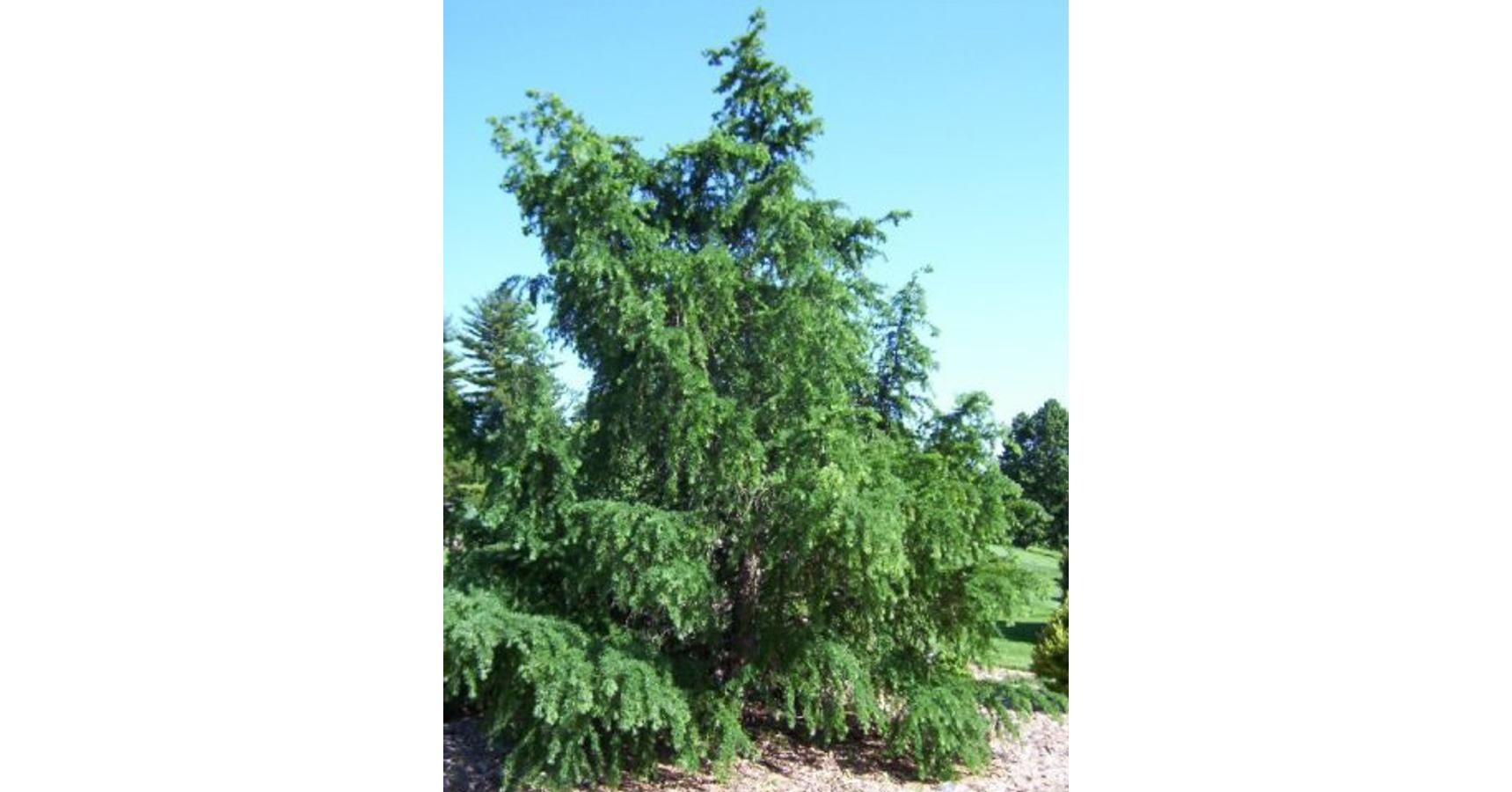 Larix kaempferi 'Diana' – Japán vörösfenyő