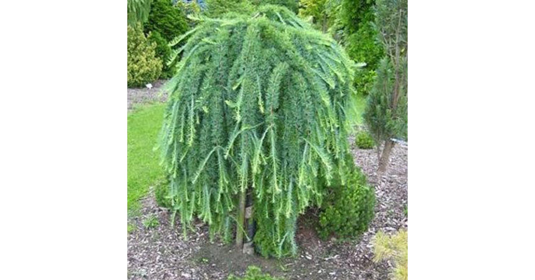 Larix 'Stiff Weeping' – Vörösfenyő
