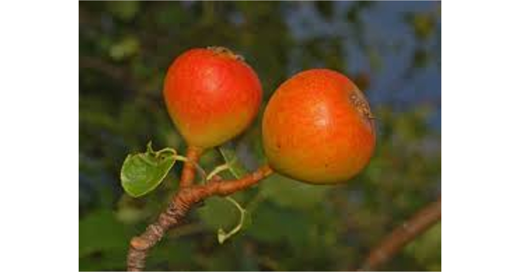 Pyrus pyraster - Közönséges vadkörte