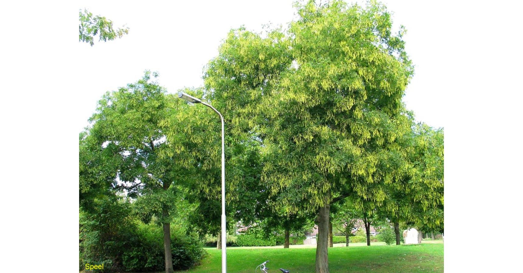 Styphnolobium (Sophora) japonicum - Pagodafa