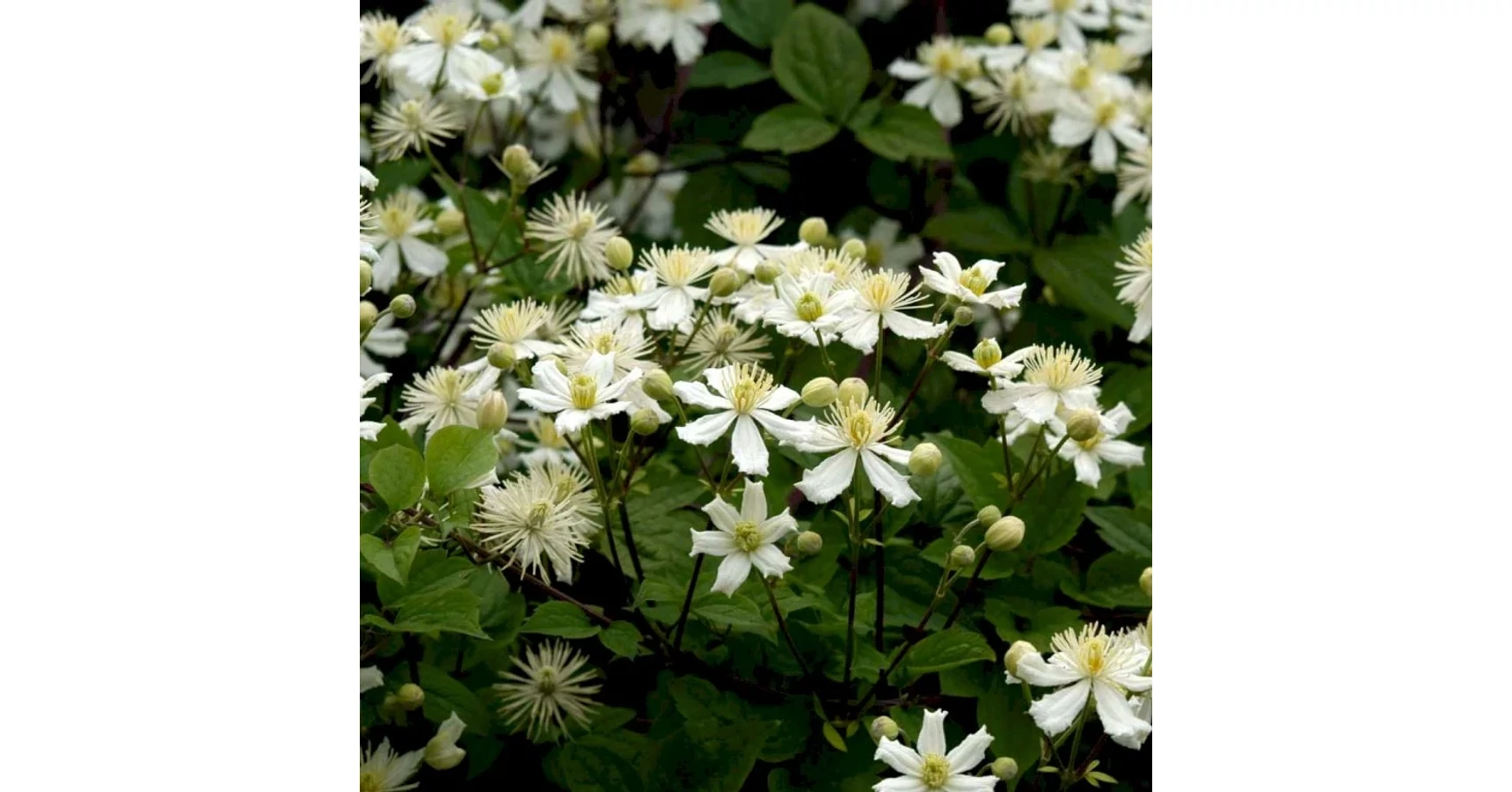 Clematis 'Paul Farges' – Iszalag