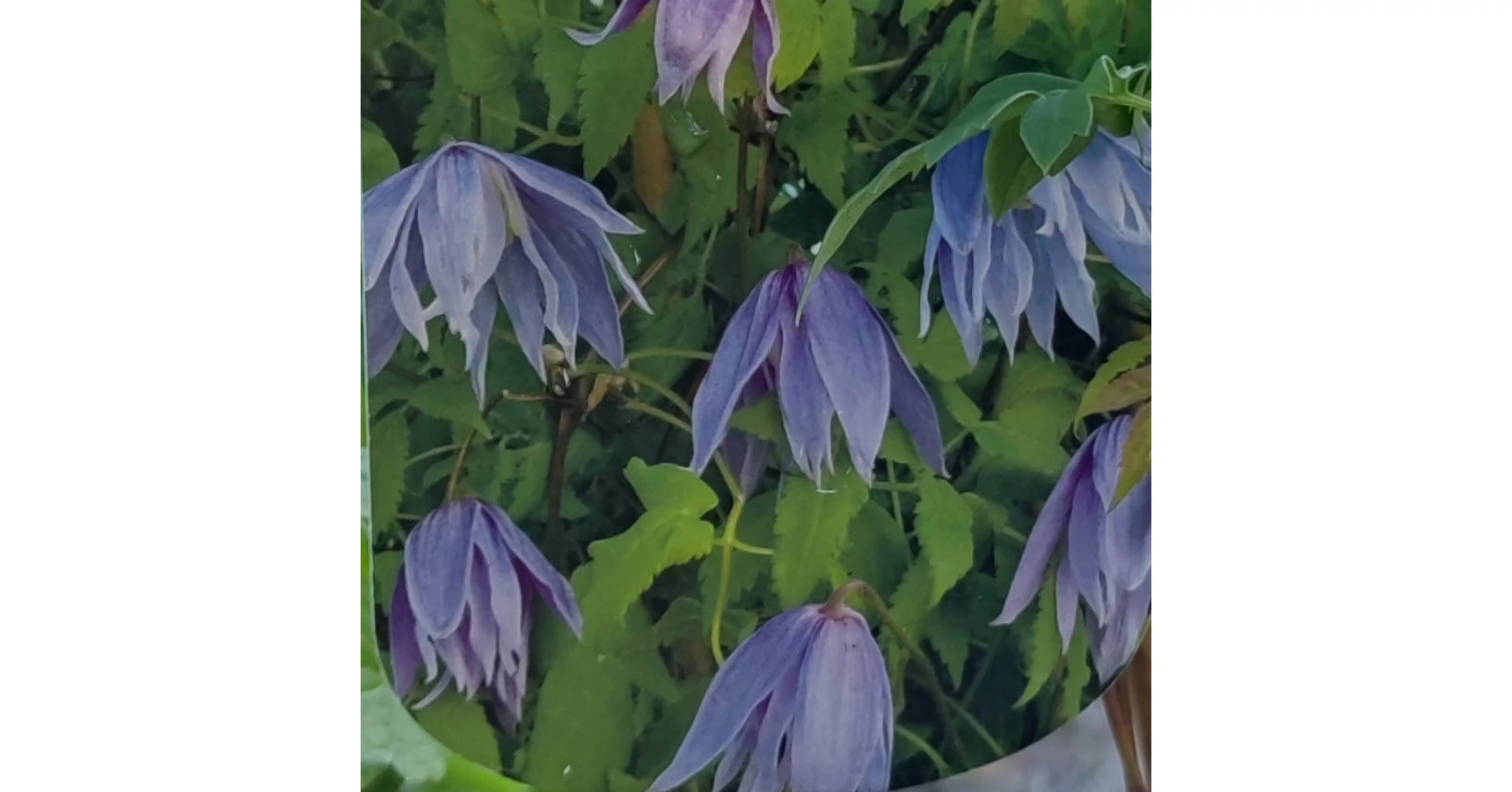Clematis 'Exima' – Iszalag