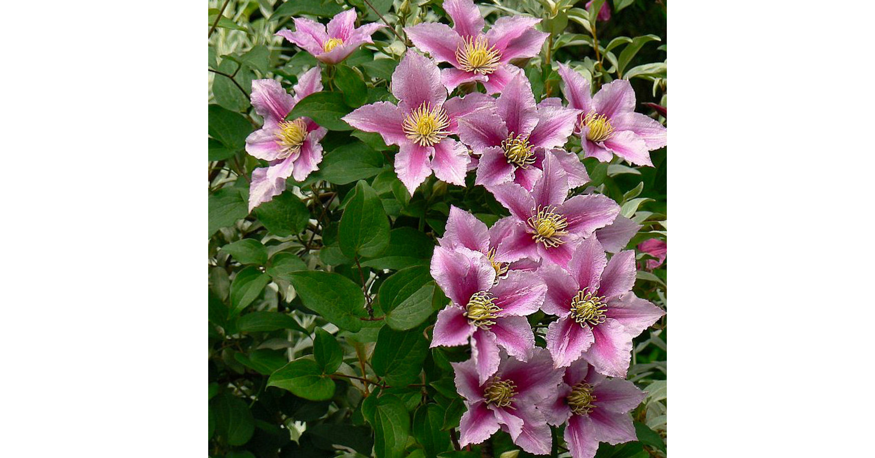 Clematis 'Pilu' – Iszalag (lila, rózsaszín csíkos virágú)