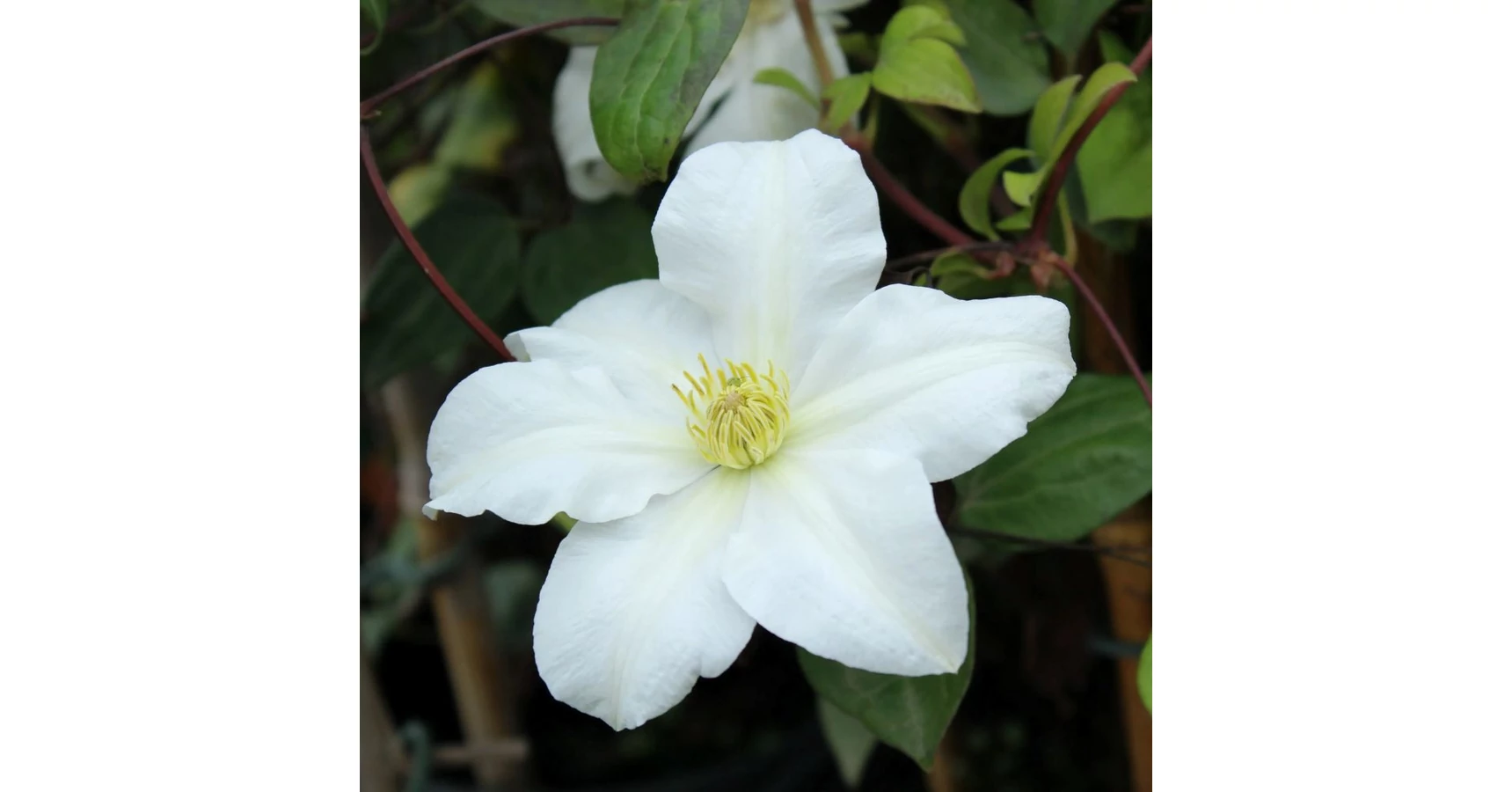 Clematis 'Toki' – Iszalag