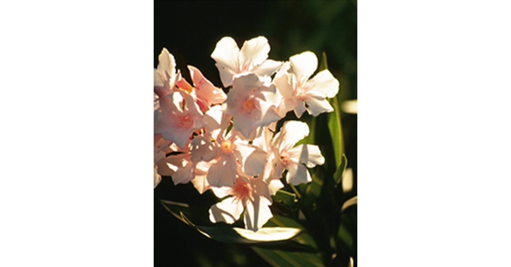 Nerium oleander 'Alsace' - Mandulaszínű leander