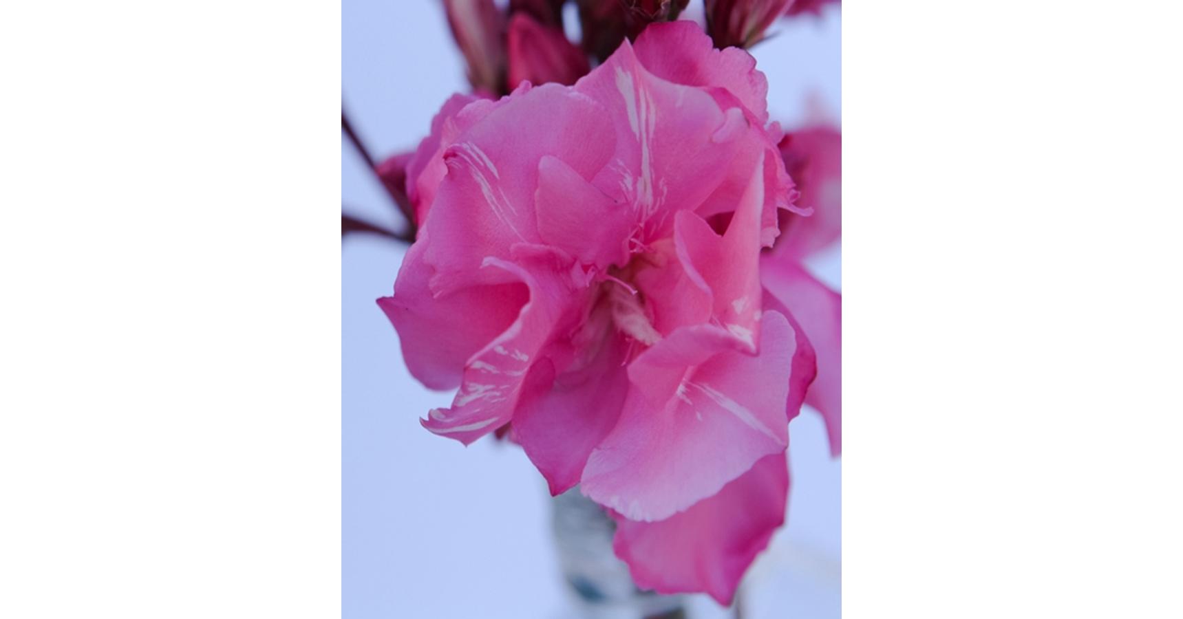 Nerium oleander 'Splendens' - Rózsaszín, teltvirágú leander