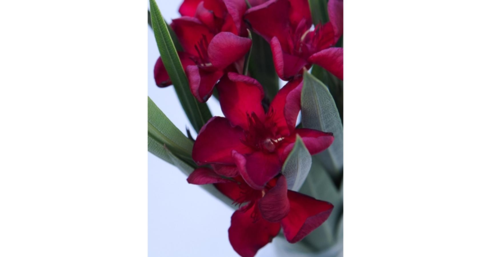 Nerium oleander 'Petite Red'- Sötétpiros, mini levelű leander