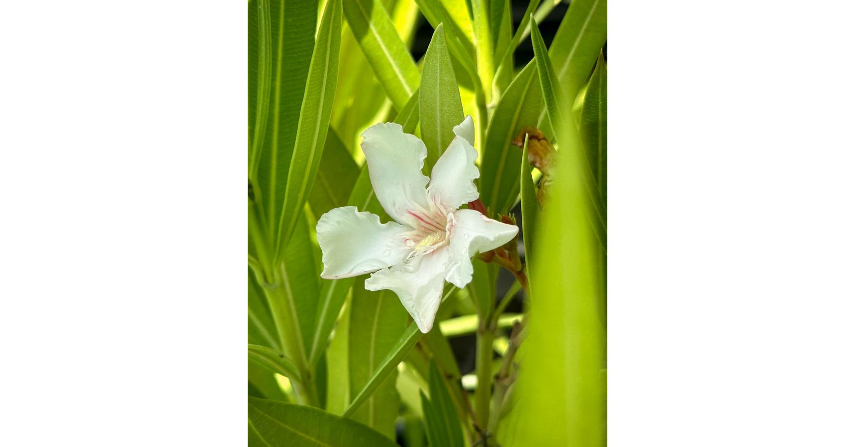 Nerium oleander 'Alsace' - Mandulaszínű leander