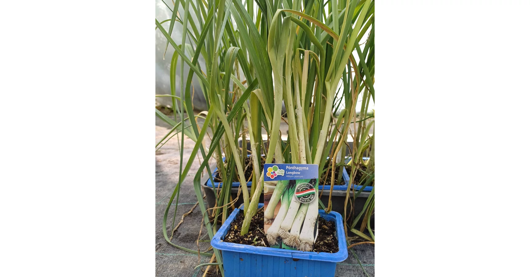Allium porrum 'Longbow' – Póréhagyma
