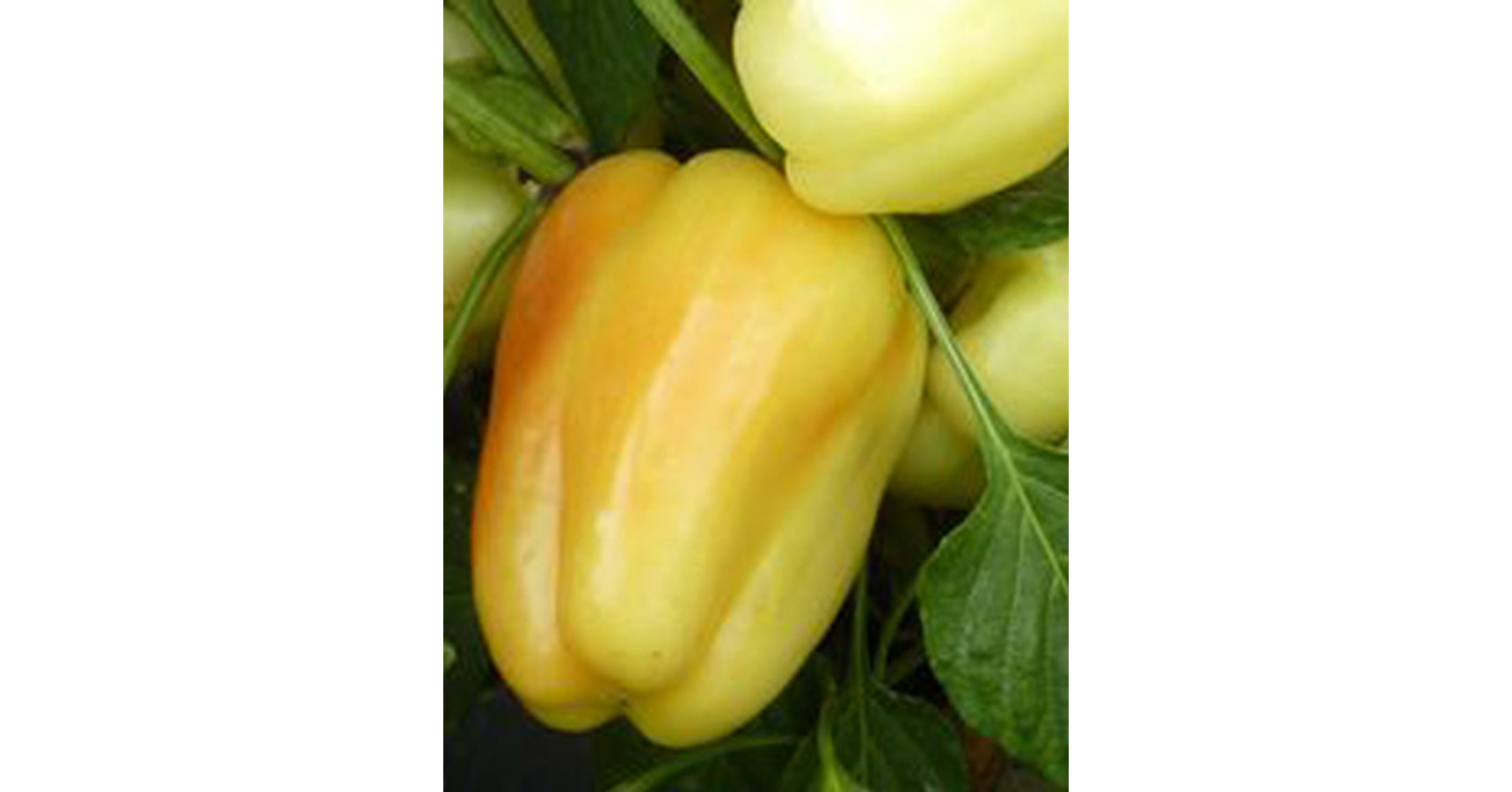 Capsicum annuum 'Bagoly F1' - Paprika
