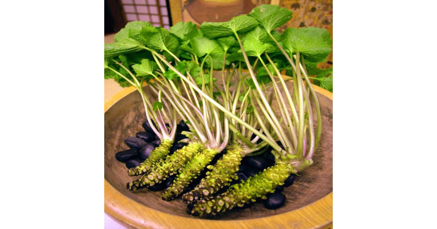 Eutrema japonicum – Japán vízitorma (Wasabi)