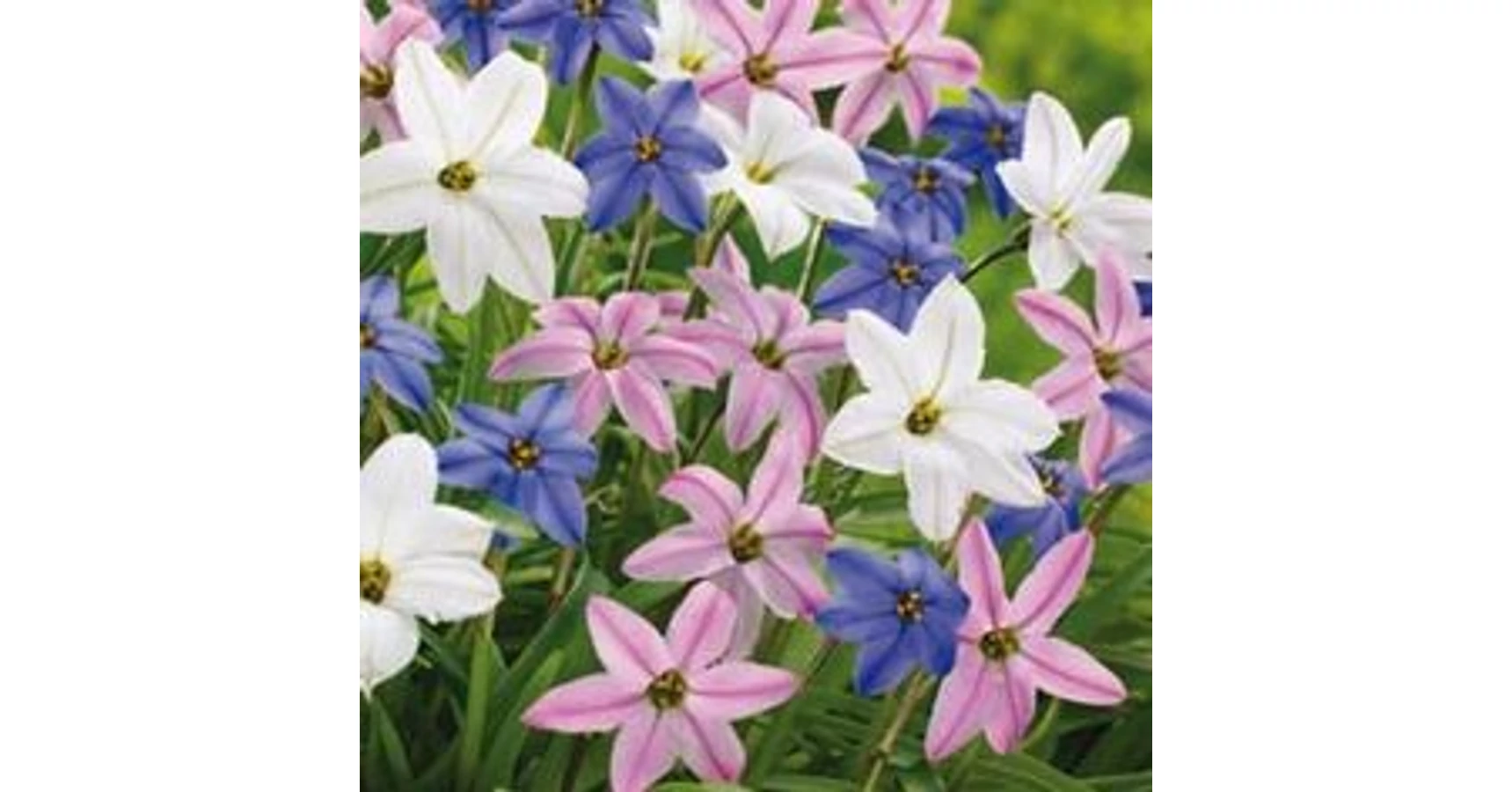 Ipheion színkeverék - Ibolyás csillaghagyma