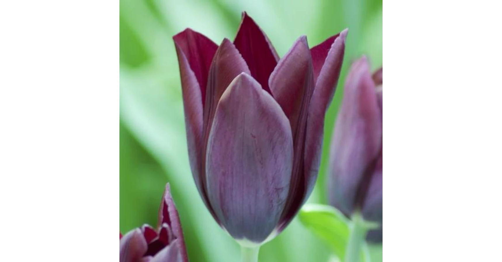 Triumph-típusú tulipán 'Havran'