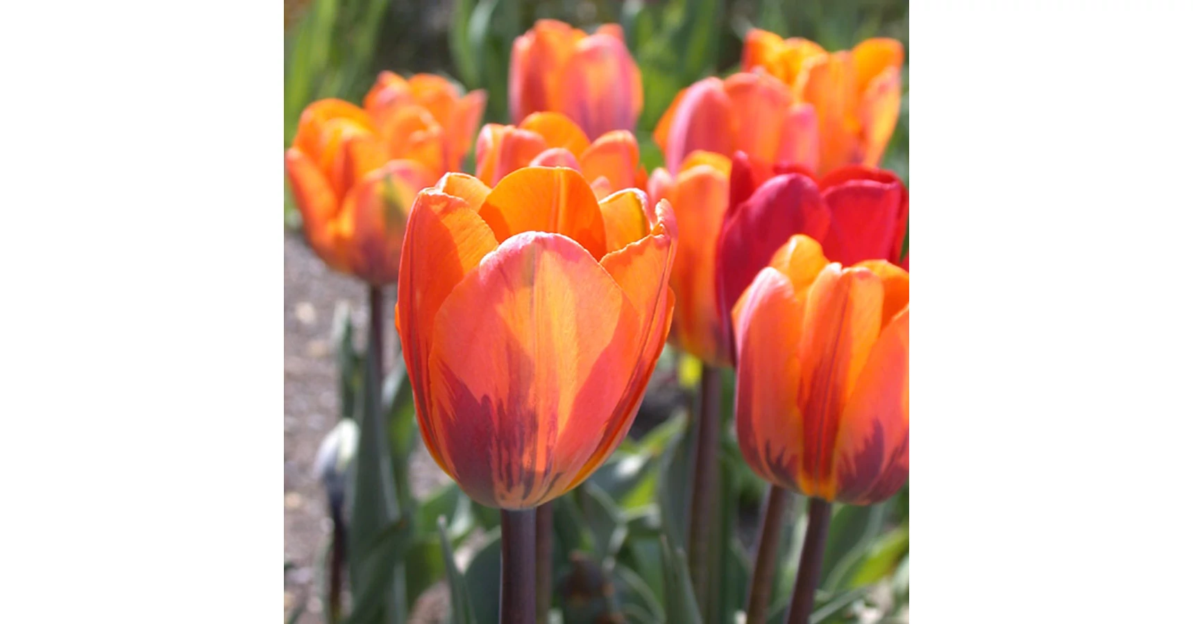 Triumph-típusú tulipán 'Princess Irene'