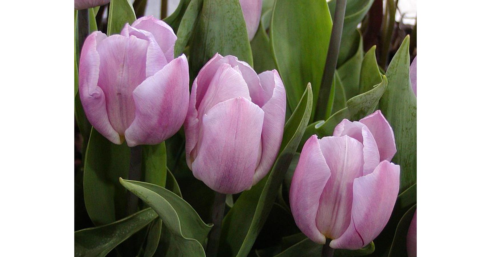 Tulipa 'Candy Prince' - Egyszerű virágú tulipán