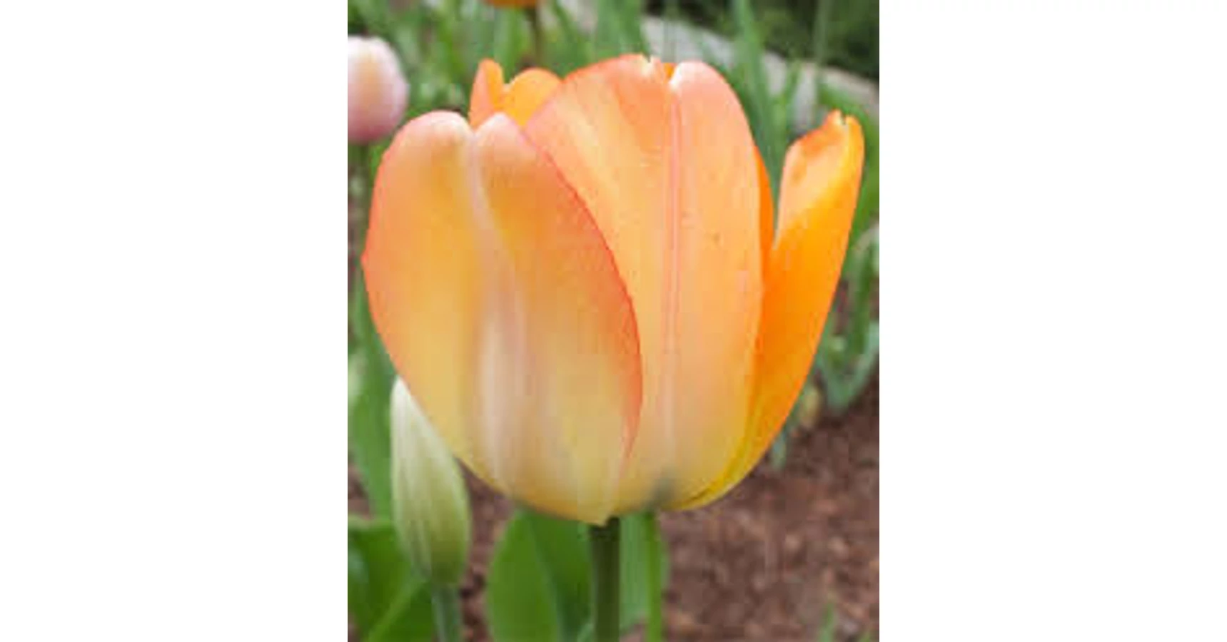 Darwin-hybrid tulipán 'Daydream'