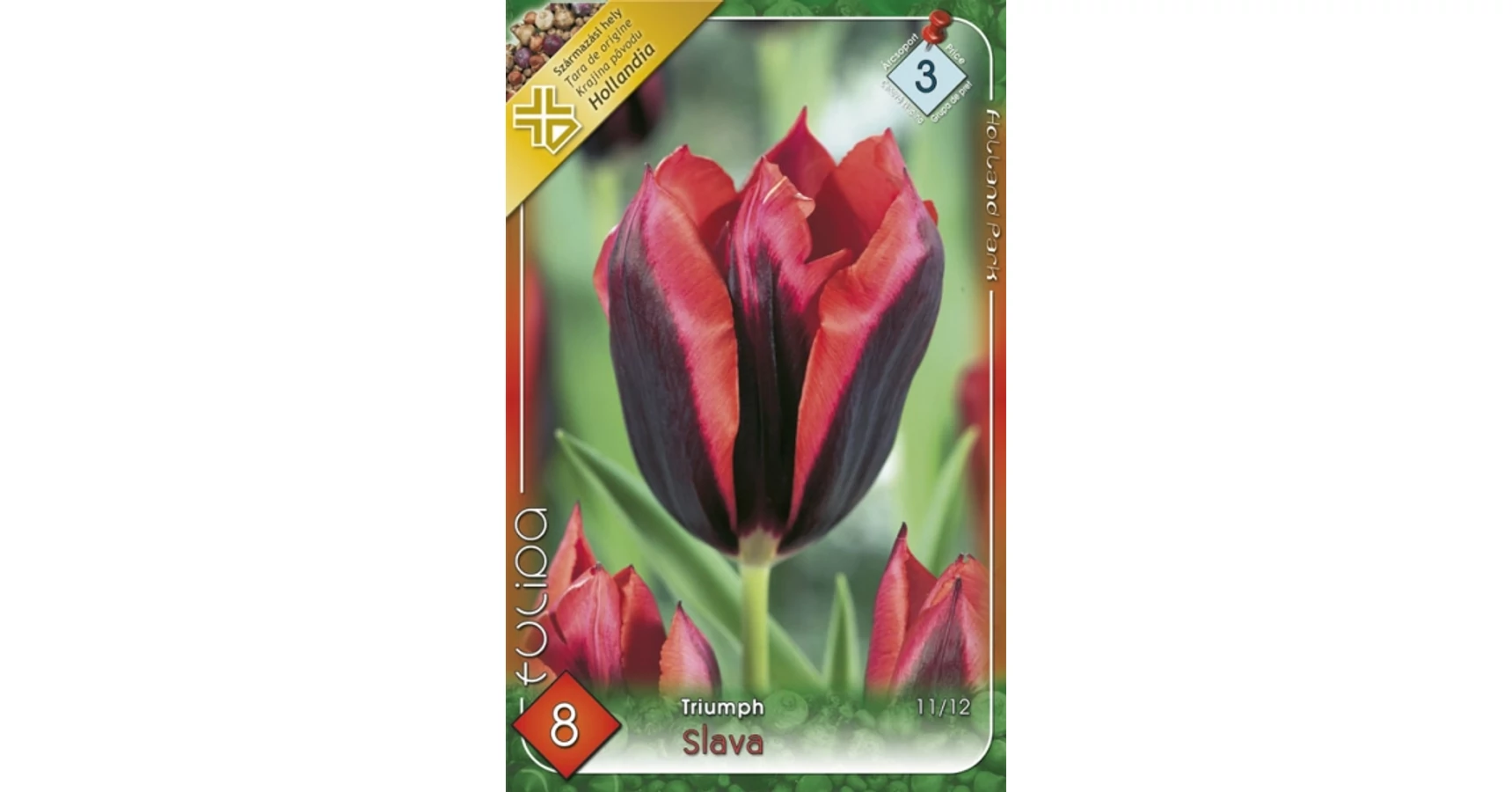 Triumph-típusú tulipán 'Slava'