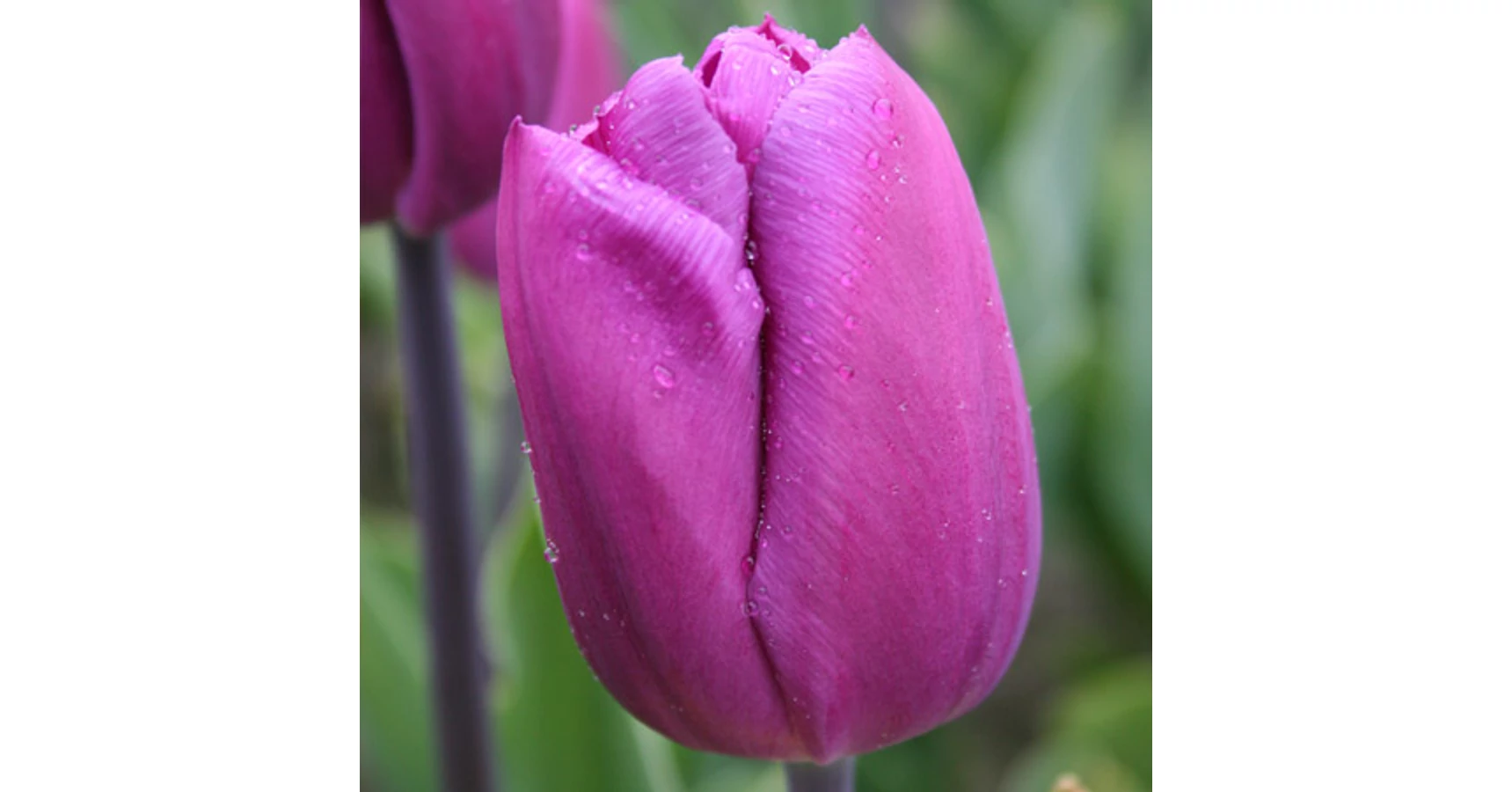 Triumph-típusú tulipán 'Attila'