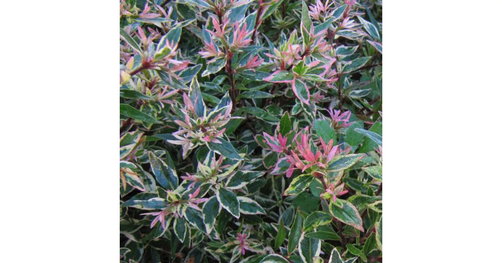 Abelia x grandiflora 'Confetti'® – Nagyvirágú tárnicslonc