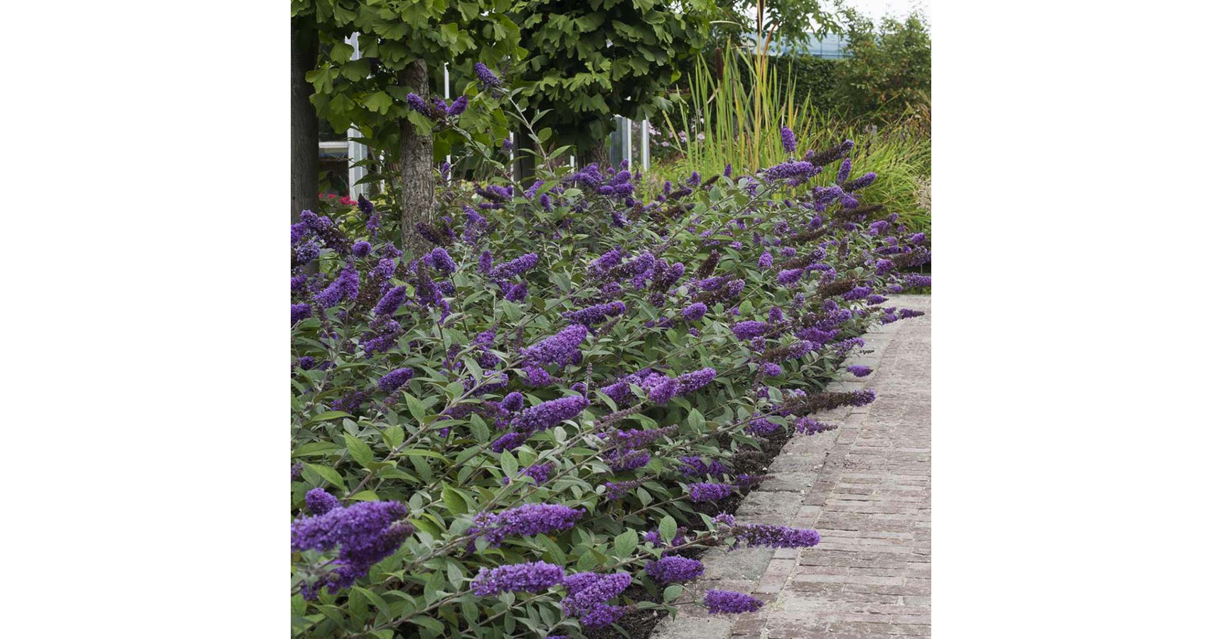 Buddleia davidii 'Blue Chip'® – Nyáriorgona