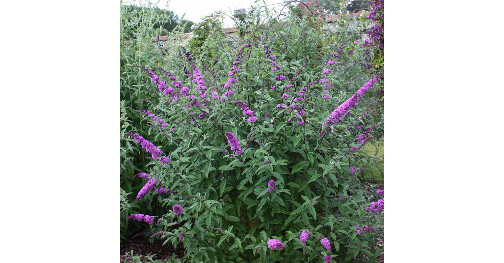 Buddleia davidii 'Border Beauty' – Nyáriorgona