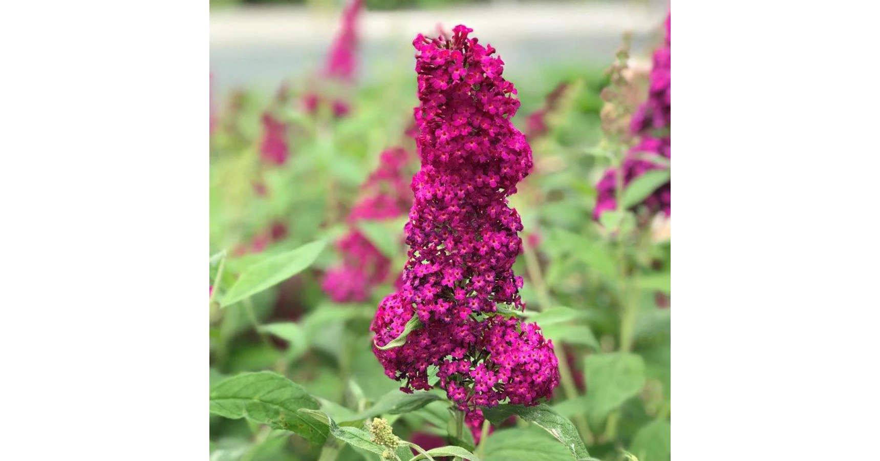 Buddleia davidii 'Funky Fuchsia' – Nyáriorgona
