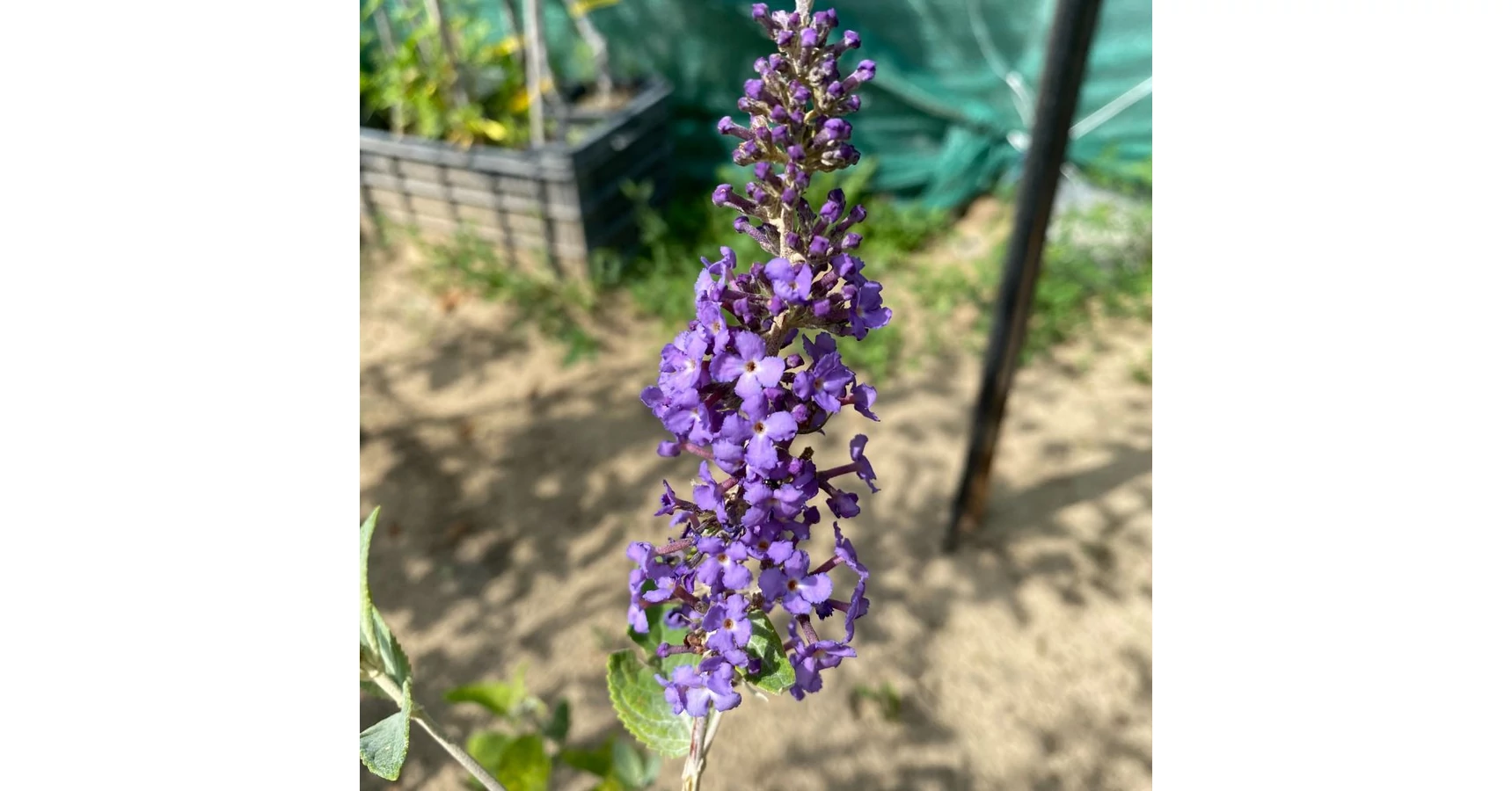 Buddleia flutterby Free Petite© 'Blue Heaven' ('Podaras 8' PBR) – Lila ...