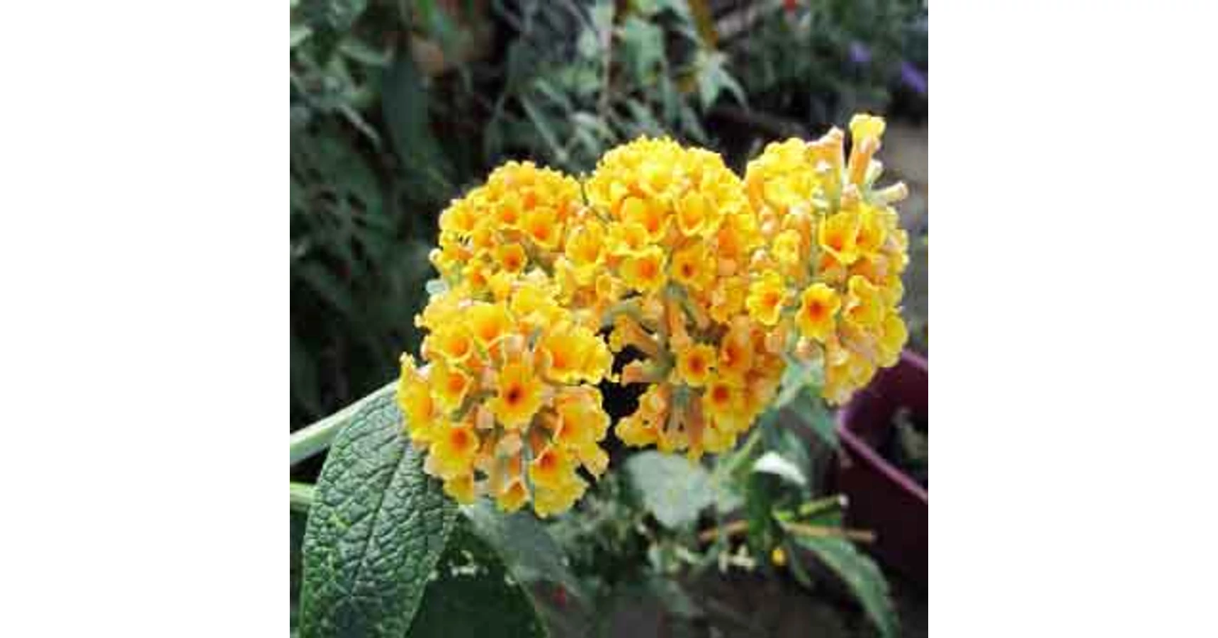 Buddleia x weyeriana 'Golden Glow'® - Sárga virágú nyáriorgona