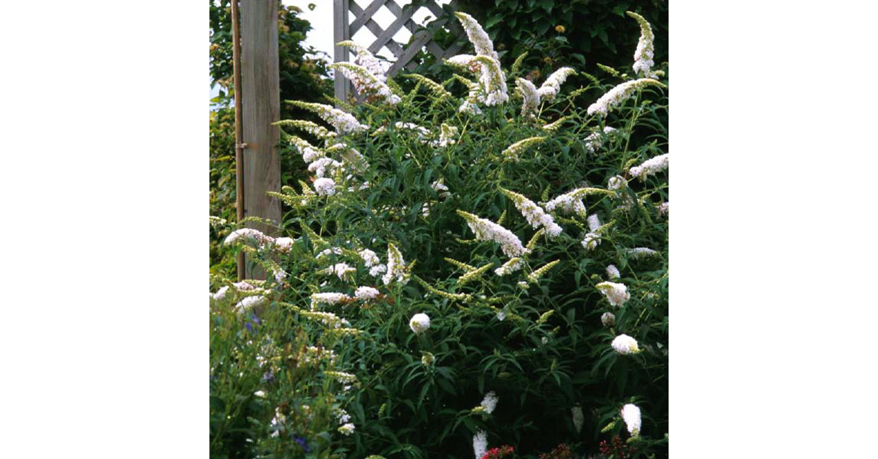 Buddleia davidii 'White Ball' - Nyáriorgona