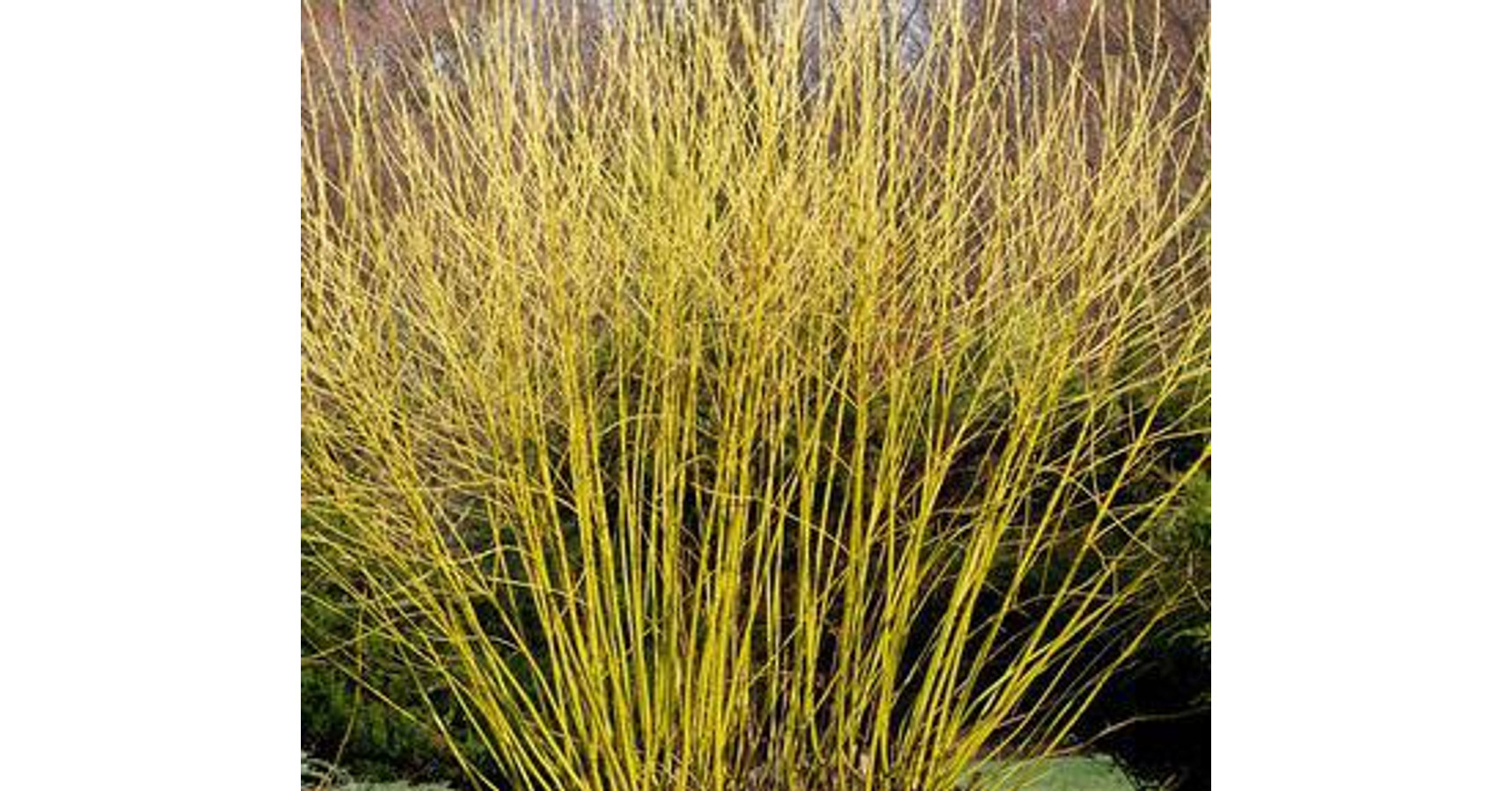 Cornus stolonifera 'Flaviramea' - Sárgavesszejű som