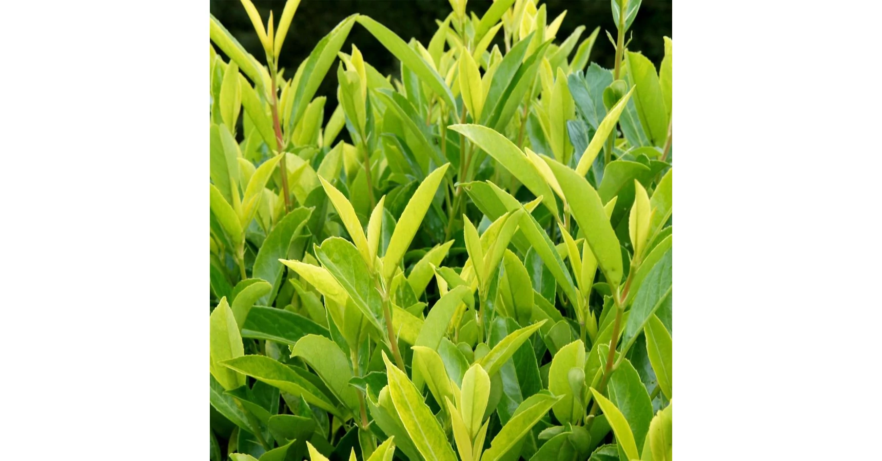 Prunus laurocerasus 'Goris Gold' (syn.: 'Goris11') – Babérmeggy