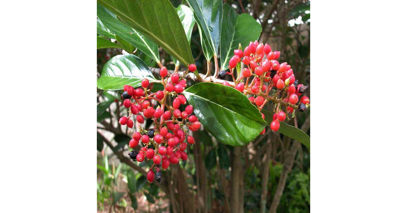 Viburnum odoratissimum var. 'Awabuki' – Korallbangita