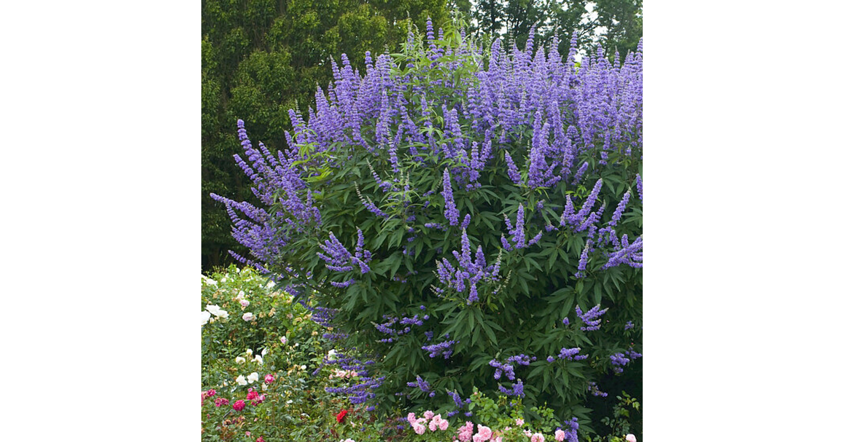 Vitex agnus-castus 'Delta Blues' – Illatos barátcserje