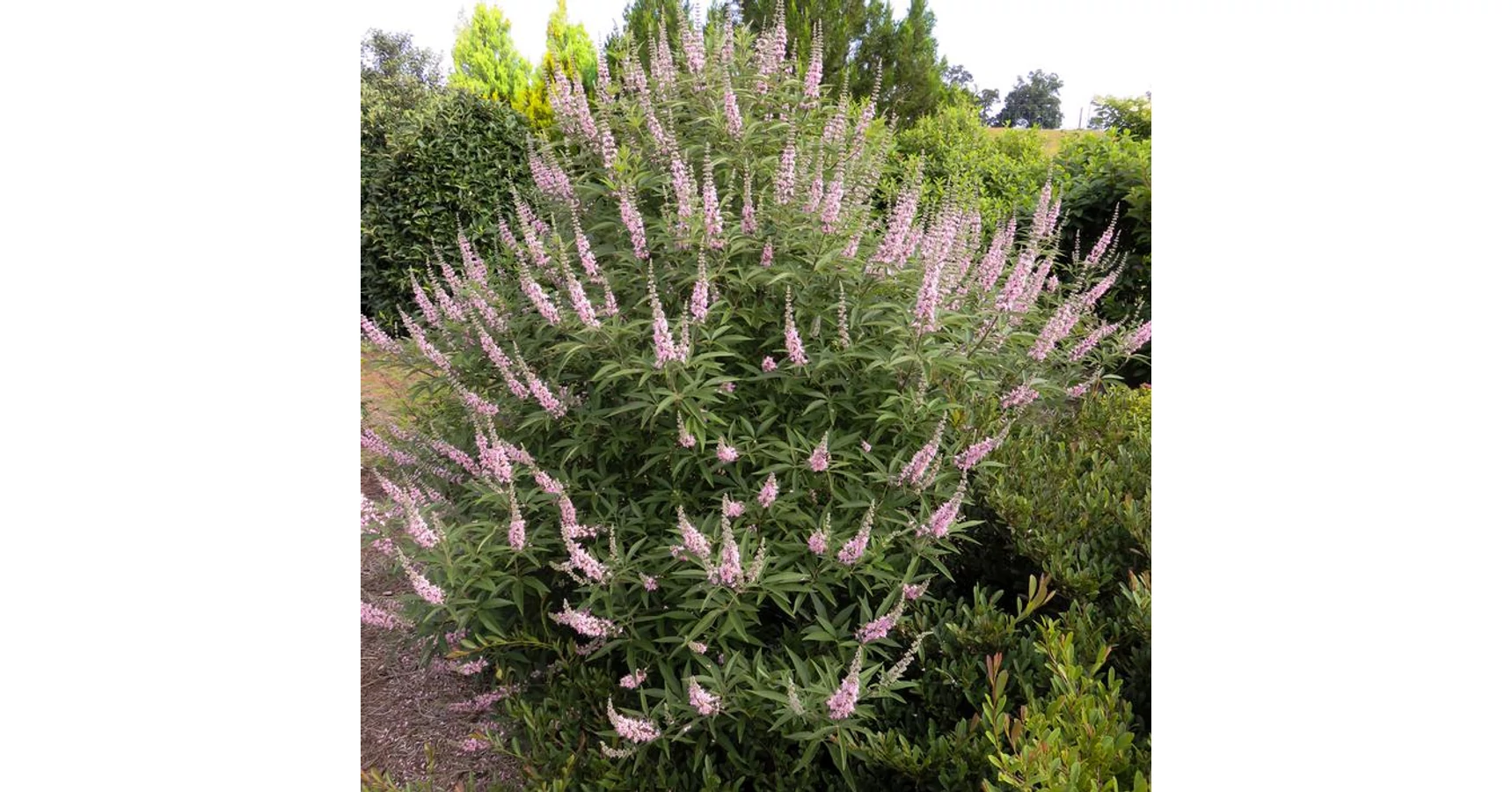 Vitex 'Galactic Pink'® – Barátcserje